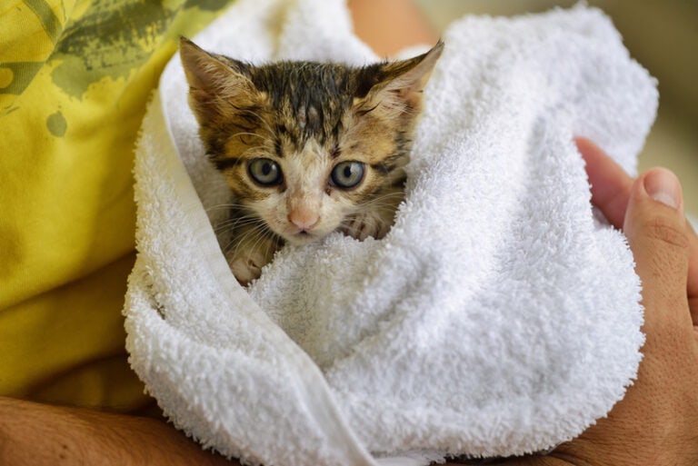 How to Keep Kittens Warm: 8 Vet-Approved Methods | Hepper Pet Resources