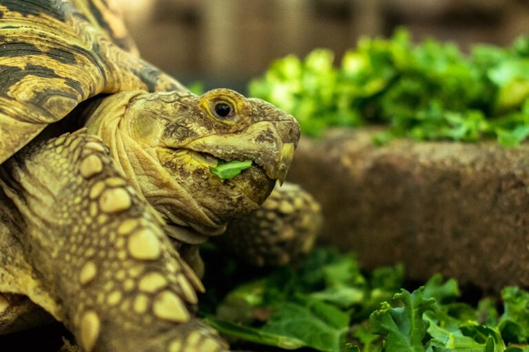 Can Turtles Get Fat or Overweight? Vet-Approved Diet, Facts, & FAQ ...