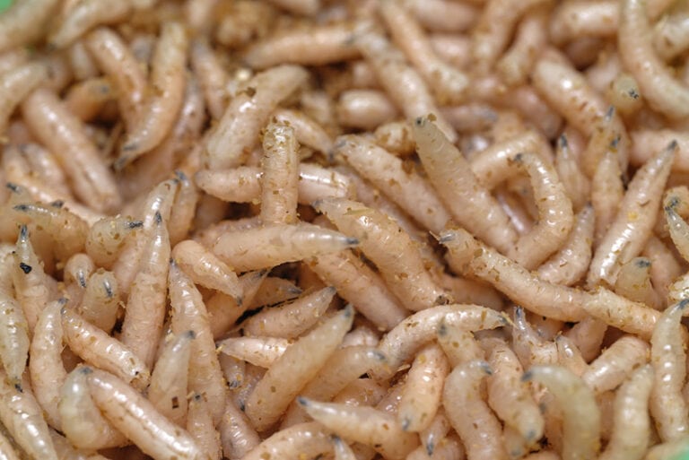 My Dog Ate Maggots: Vet Approved Facts, Risks & What to Do | Hepper Pet ...