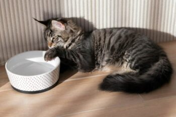 Do Cat Paw Pads Change Color? Vet-Approved Feline Facts | Hepper Pet ...