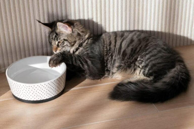 Do Cat Paw Pads Change Color? Vet-Approved Feline Facts | Hepper Pet ...