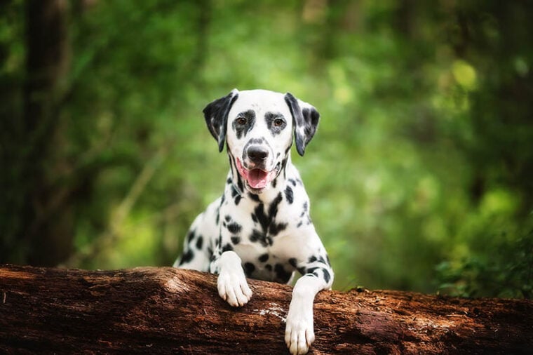 7 Spotted Dog Breeds (With Info & Pictures) | Hepper Pet Resources