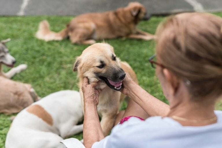 Can Dogs Have ADHD? Our Vet Explains | Hepper Pet Resources