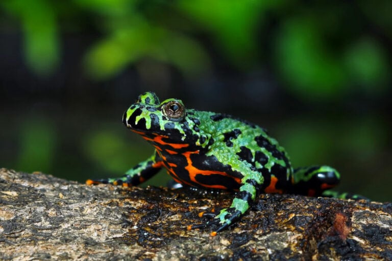 Oriental Fire-Bellied Toad Care Guide: Lifespan, Diet, Pictures & More ...