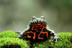 Oriental Fire-Bellied Toad Care Guide: Lifespan, Diet, Pictures & More ...