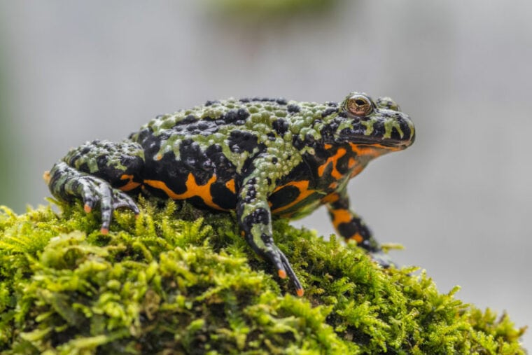 Oriental Fire-Bellied Toad Care Guide: Lifespan, Diet, Pictures & More ...