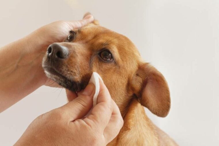 Epiphora in Dogs: Causes, Signs & Treatments (Vet Answer) | Hepper Pet ...