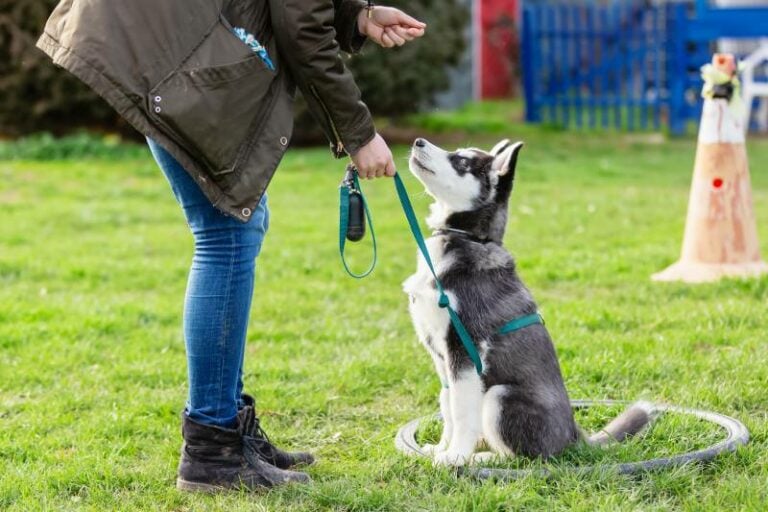 Prey Drive in Dogs: Understanding & Learning to Manage It | Hepper Pet ...