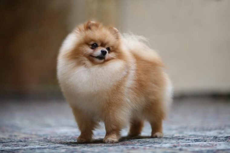 6 Types of Pomeranians (With Info & Pictures) | Hepper Pet Resources