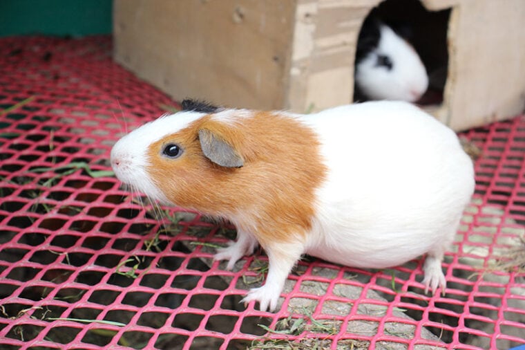 Guinea Pig Pregnancy: Stages of Reproduction & Care (Vet-Approved ...