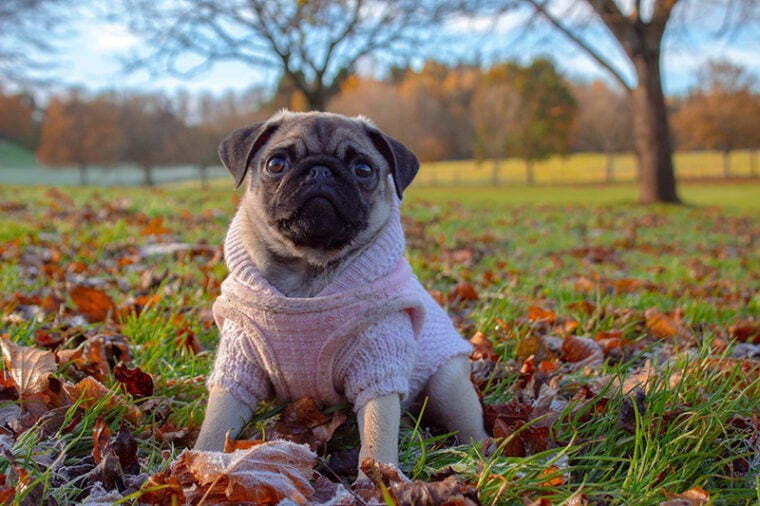 10 Best Dog Breeds for Teens (With Info & Pictures) | Hepper Pet Resources