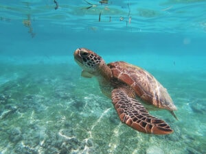 Sea Turtle vs Land Turtle: The Main Differences (With Pictures ...