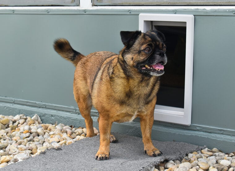 Why Does My Dog Want to Go In And Out Constantly? Vet-Verified Canine ...