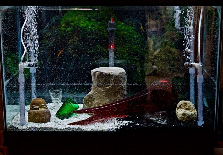 How to Quarantine New Fish Properly: 4 Steps (Vet Answer) | Hepper Pet ...
