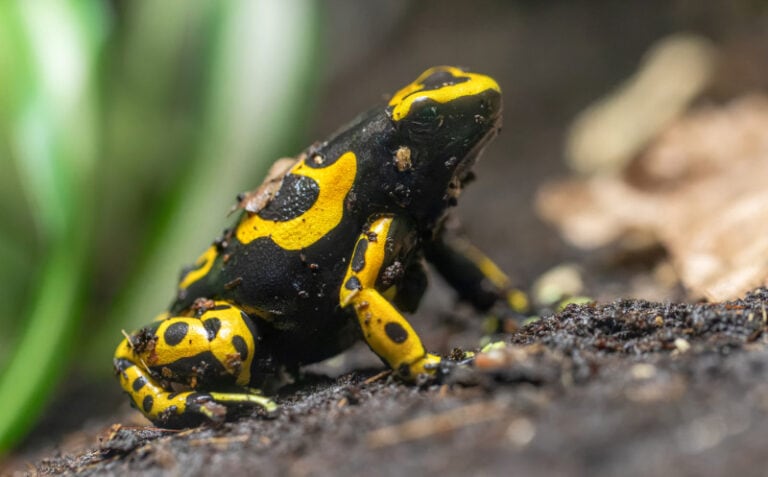 Bumblebee Dart Frog Care Guide: Lifespan, Diet, Pictures & More ...