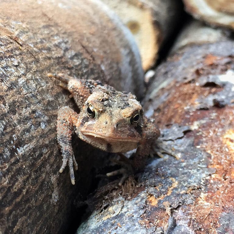 Cane Toad vs Southern Toad: The Differences (with Pictures) | Hepper ...