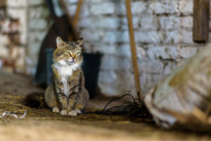 What Is a Barn Cat? Differences, Origins, & Care | Hepper Pet Resources