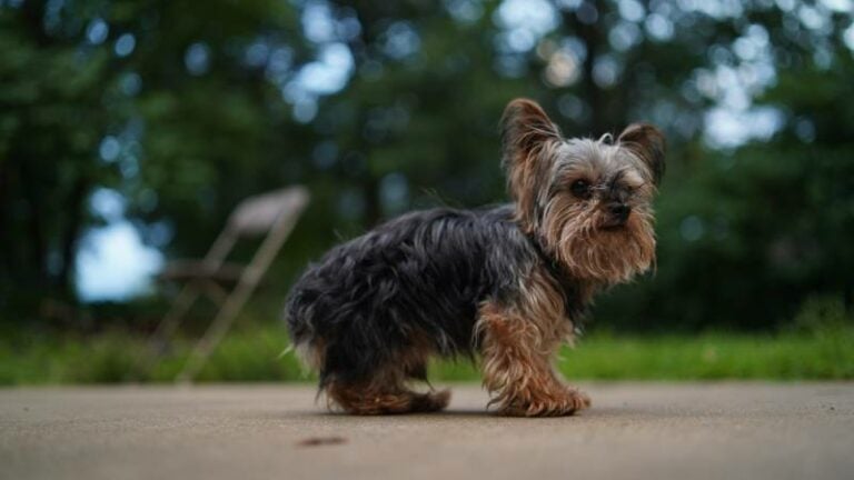 Teacup Yorkie Dog Breed: Info, Pictures, Personality & Facts | Hepper ...