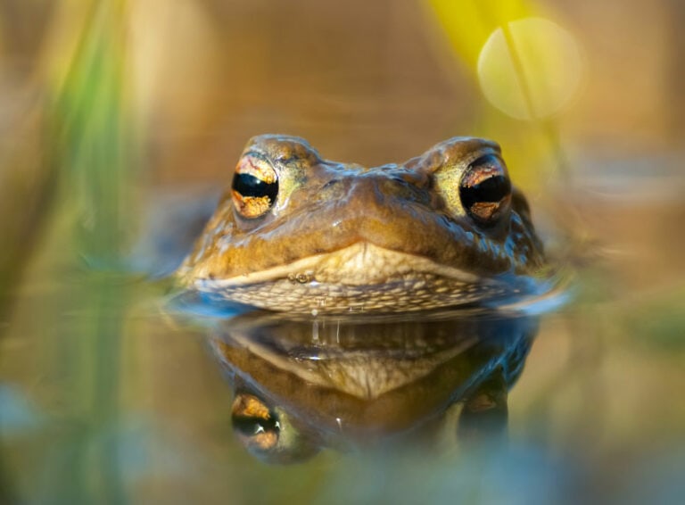 What Do Toads Eat? Vet-Reviewed Diet Facts & FAQ | Hepper Pet Resources