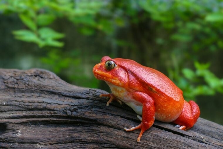 Tomato Frog: Lifespan, Diet, Pictures, and More | Hepper Pet Resources