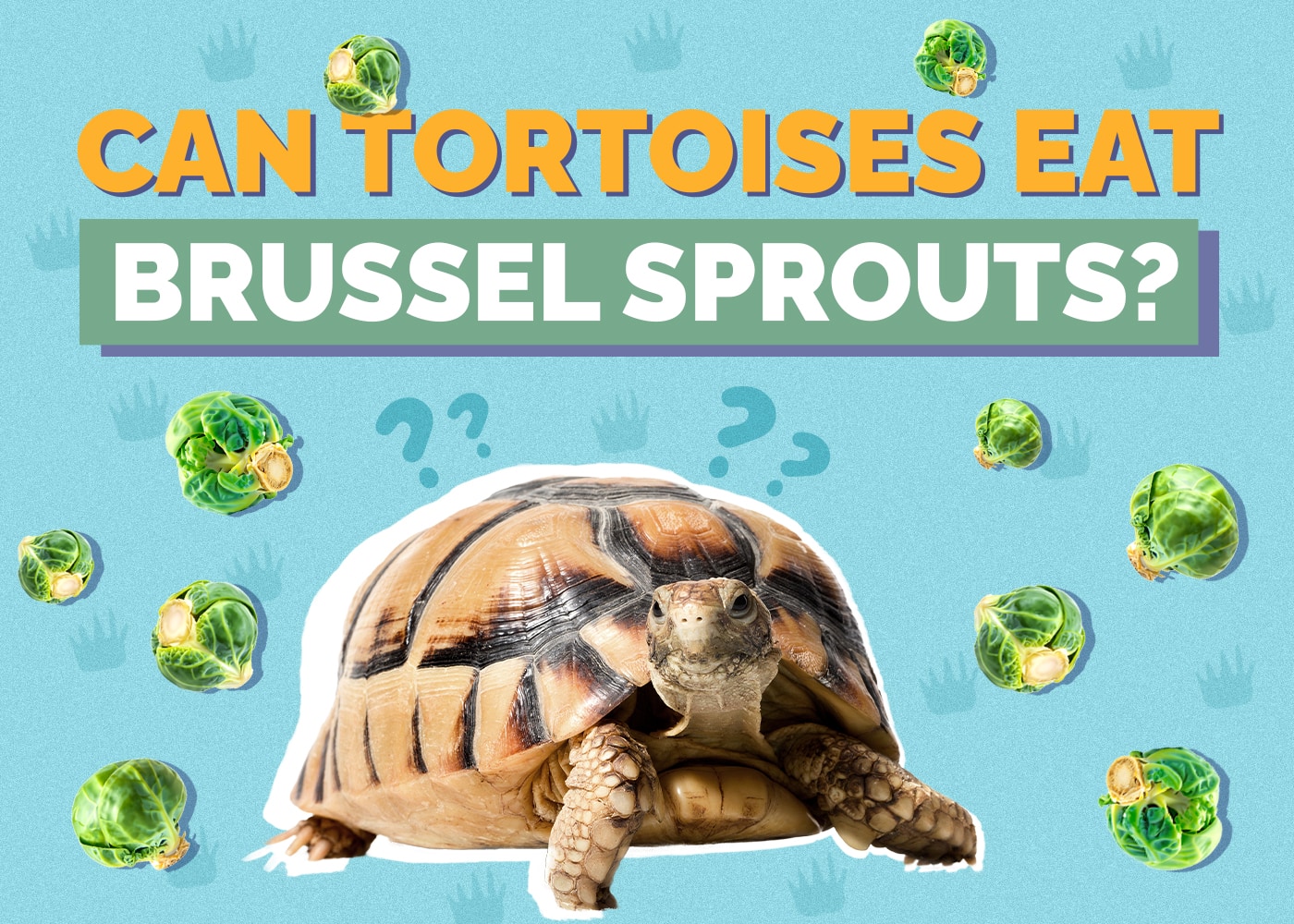Can Tortoises Eat Celery? Vet-Approved Nutrition Facts & FAQ | Hepper ... Can Tortoises Eat Celery? Vet-Approved Nutrition Facts & FAQ | Hepper ...