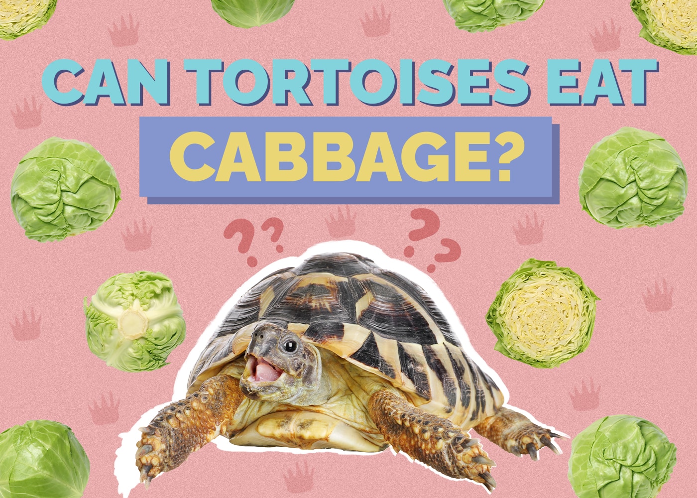 Can Tortoises Eat Cabbage? Nutrition Facts & FAQ | Hepper Pet Resources Can Tortoises Eat Cabbage? Nutrition Facts & FAQ | Hepper Pet Resources