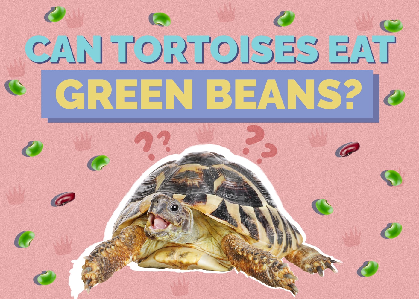 Can Tortoises Eat Green Beans? Vet-Approved Nutrition Facts & FAQ ...