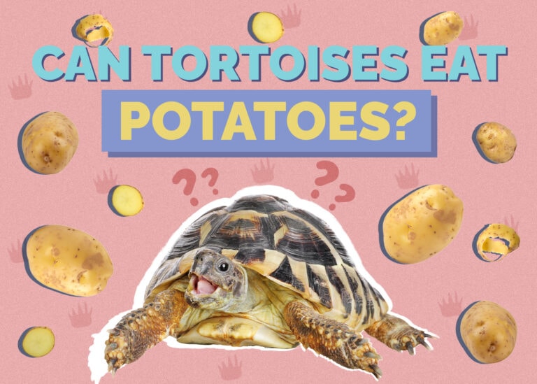 Can Tortoises Eat Potatoes? Vet-Reviewed Nutrition Facts & FAQ | Hepper ...