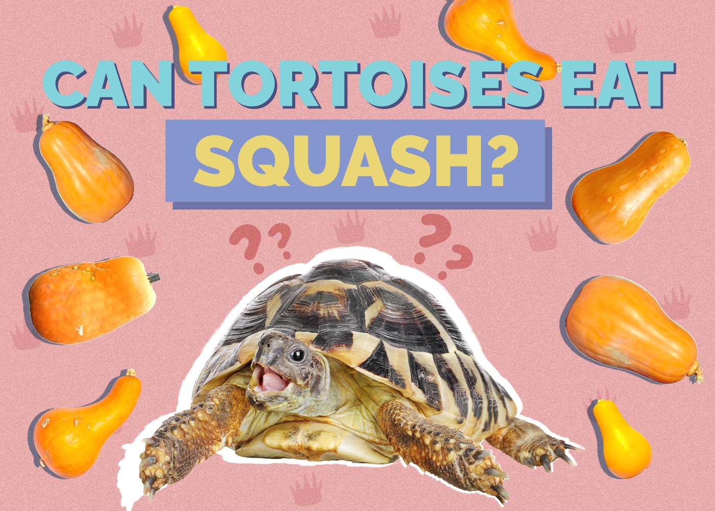 Can Tortoises Eat Celery? Vet-Approved Nutrition Facts & FAQ | Hepper ... Can Tortoises Eat Celery? Vet-Approved Nutrition Facts & FAQ | Hepper ...
