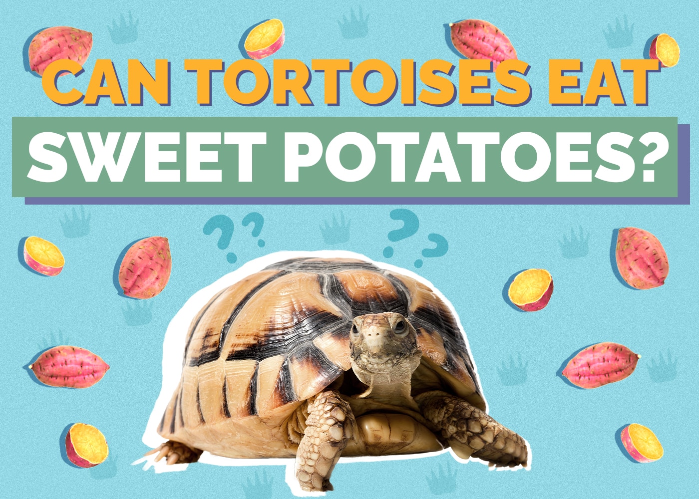 Can Tortoises Eat Sweet Potatoes? Vet-Approved Nutrition Facts & FAQ ...