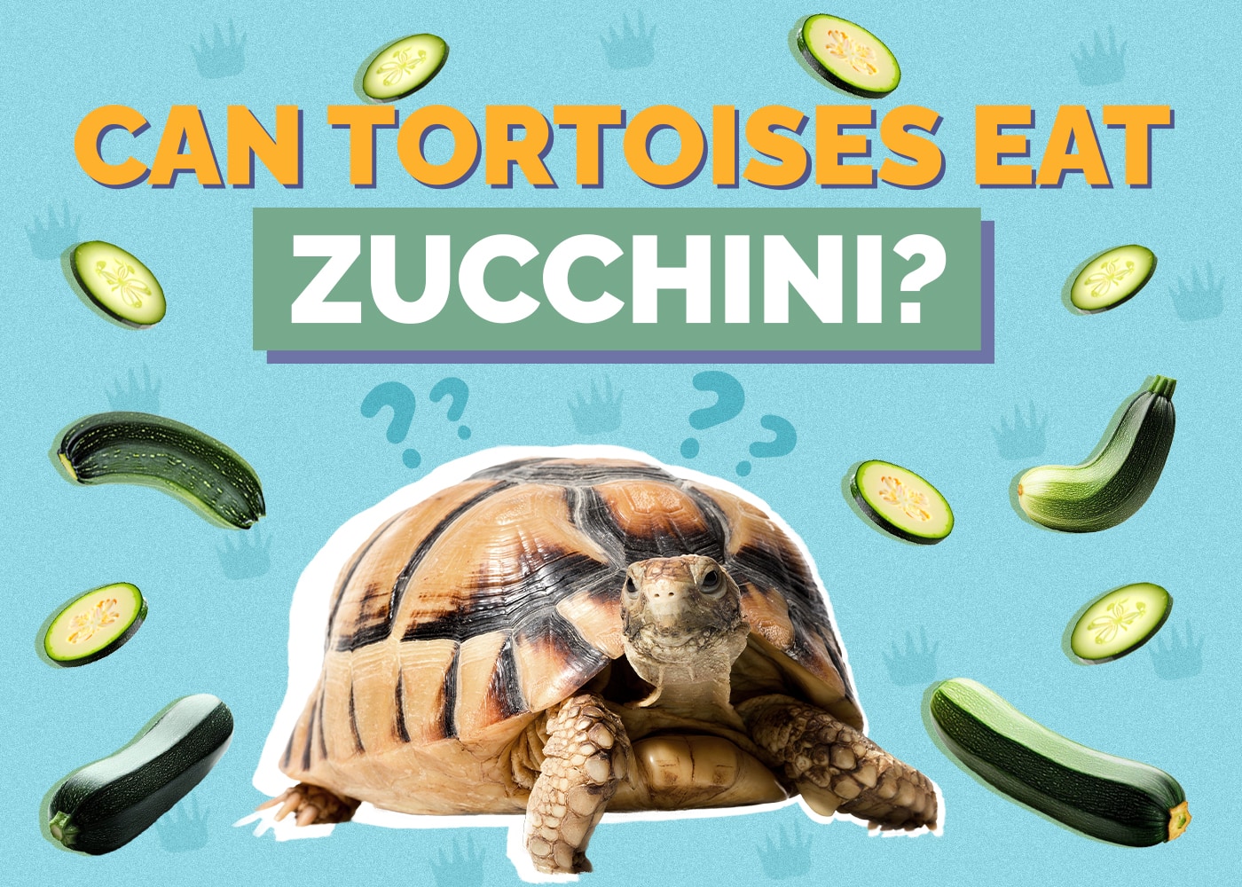Can Cats Eat Zucchini? Vet-Reviewed Facts and Tips | Hepper Pet Resources