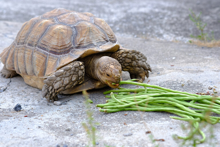 Can Turtles Get Fat or Overweight? Vet-Approved Diet, Facts, & FAQ ...