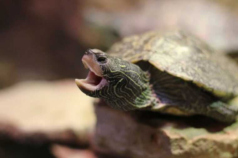 How Do Turtles Poop? Their Digestion Explained (Vet Answer) | Hepper ...