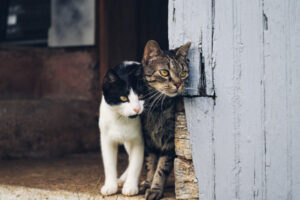 What Is a Barn Cat? Differences, Origins, & Care | Hepper Pet Resources