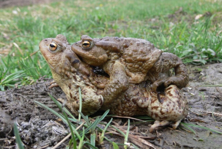 How Do Toads Reproduce? Vet-Approved Reproductive Science & Info ...