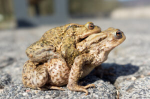 How Do Toads Reproduce? Vet-Approved Reproductive Science & Info | Hepper Pet Resources