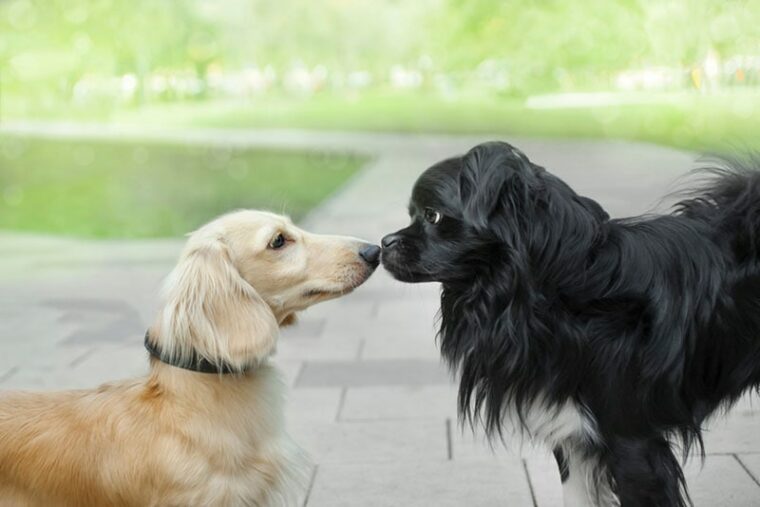 Can Dogs Fall in Love With Each Other? Canine Bonding Explained ...