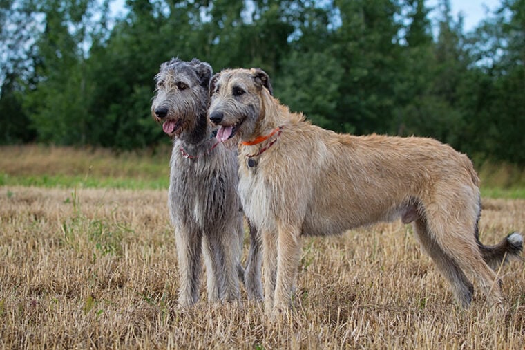 14 Tallest Dog Breeds: Info, Pictures & Facts | Hepper Pet Resources