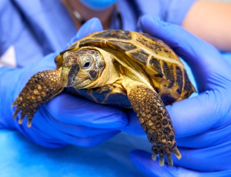 Turtle Throwing Up: Signs, Causes & Treatment (Vet Answer) | Hepper Pet Resources
