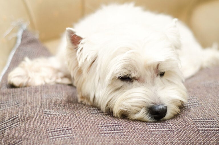 Westie Lung Disease: Signs, Causes & Care (Vet Answer) | Hepper Pet ...