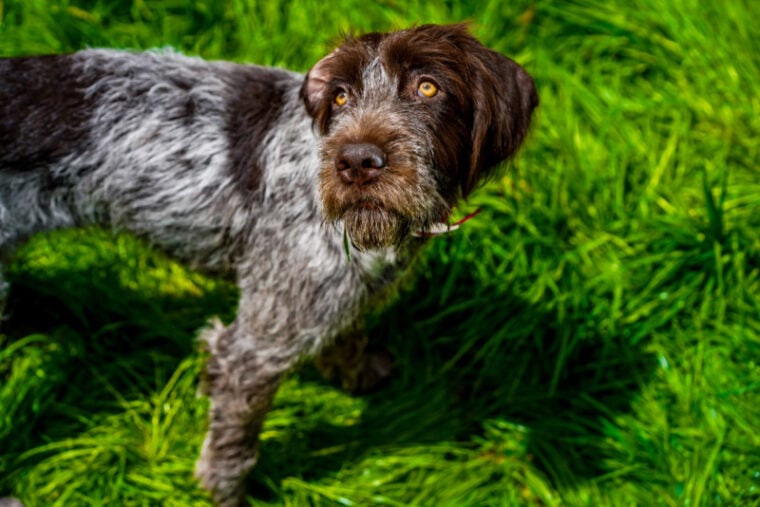 How to Train a Wirehaired Pointing Griffon: 10 Expert Tips | Hepper Pet ...