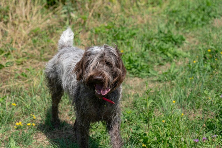 Why Does My Dog Chase Shadows? 6 Possible Reasons (Vet Reviewed ...