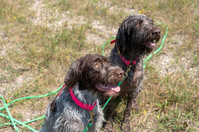 10 Wirehaired Pointing Griffon Facts (Explained By Our Vet) | Hepper ...
