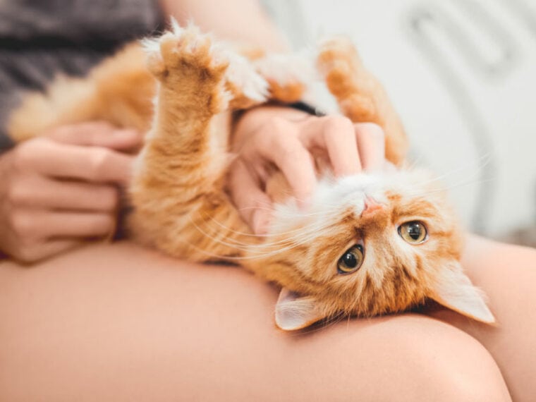 Are Cats Ticklish? Signs, Facts, & FAQ | Hepper Pet Resources