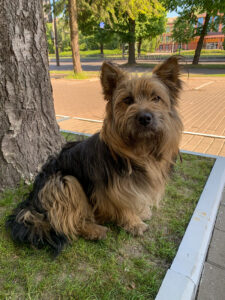 40 Corgi Mixed Breeds (With Info & Pictures) | Hepper Pet Resources