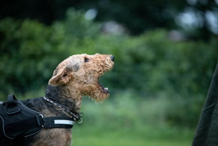How to Stop Dominant Dog Behavior: 10 Vet-Approved Steps | Hepper Pet ...