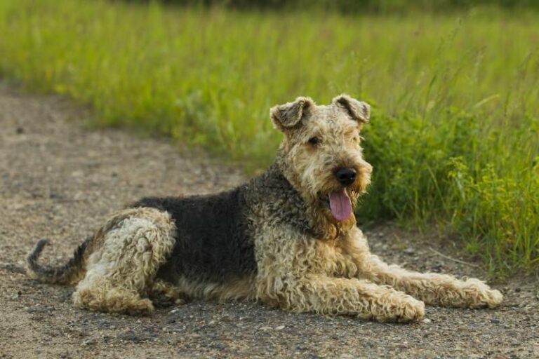 6 Common Airedale Terrier Health Issues (Vet Answer) | Hepper Pet Resources