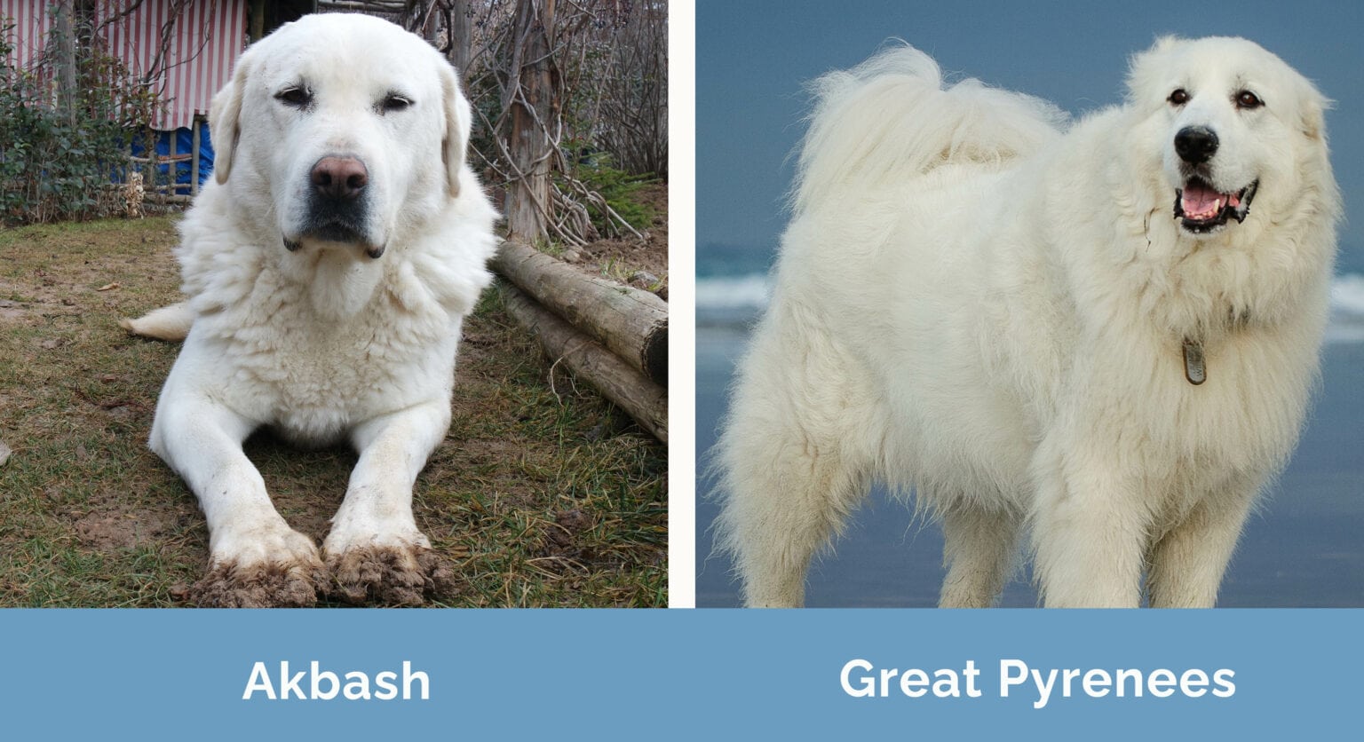 Akbash vs. Great Pyrenees: The Differences (With Pictures) | Hepper Pet Resources
