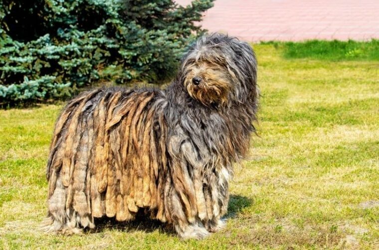 15 Shaggy Dog Breeds: Info, Pictures & Facts | Hepper Pet Resources