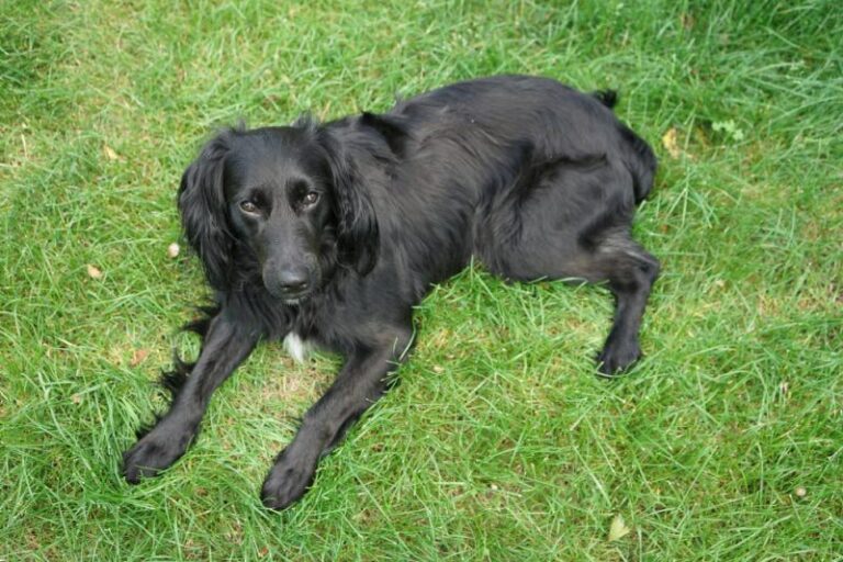 12 Dutch Dog Breeds: Info, Pictures, Facts & History | Hepper Pet Resources